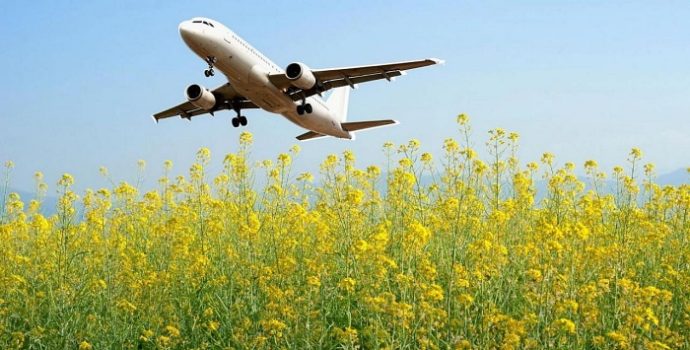 'Hardal bitkisi'nden uçak yakıtı üretildi, karbon salımını yüzde 70 ...