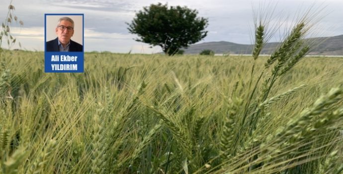 Buğday, arpa, bakliyat alım fiyatları ne olacak - Nokta Haber Yorum